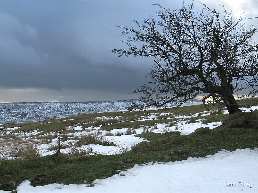 "Hawthorn tree in winter" by Jane Corey | Redbubble