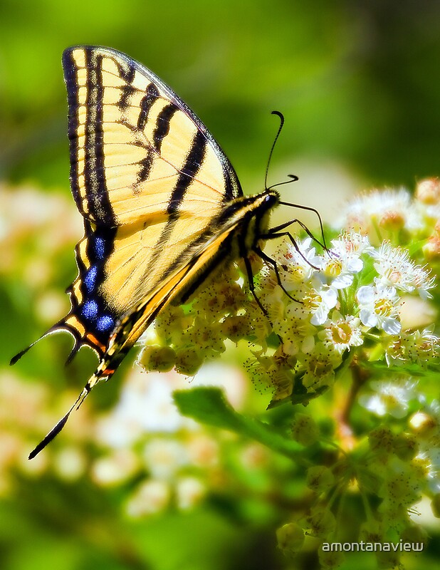 "Two-tailed Swallowtail Butterfly" by amontanaview | Redbubble