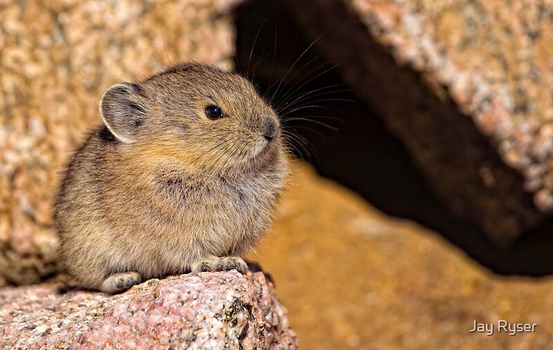 "Baby Pika" by Jay Ryser | Redbubble