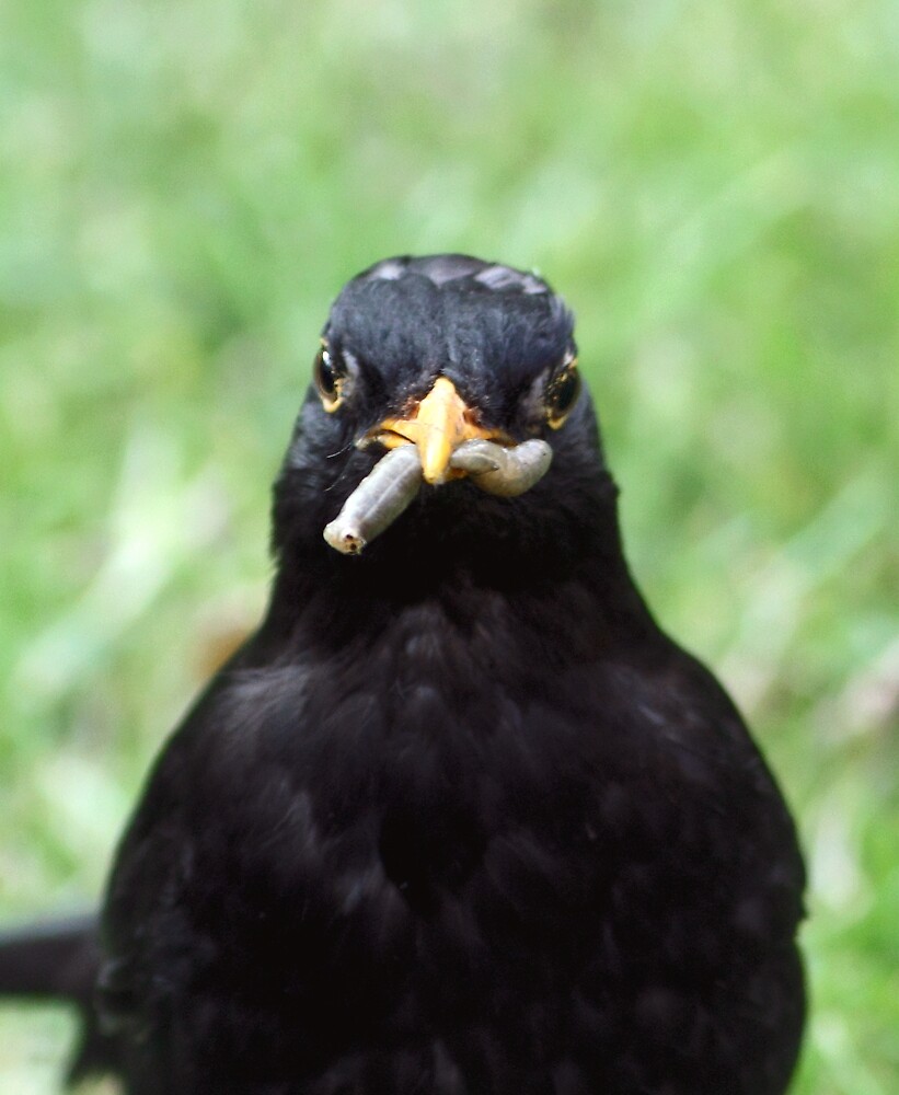 "Blackbird with Fat Juicy Worm" by kitlew | Redbubble