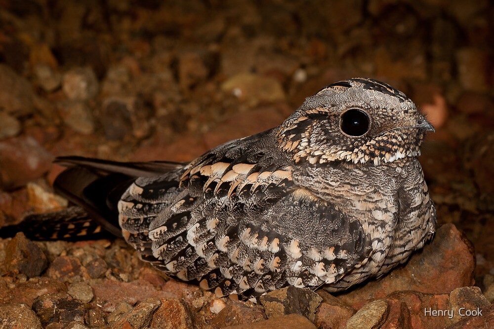 "Spotted Nightjar" by Henry Cook | Redbubble