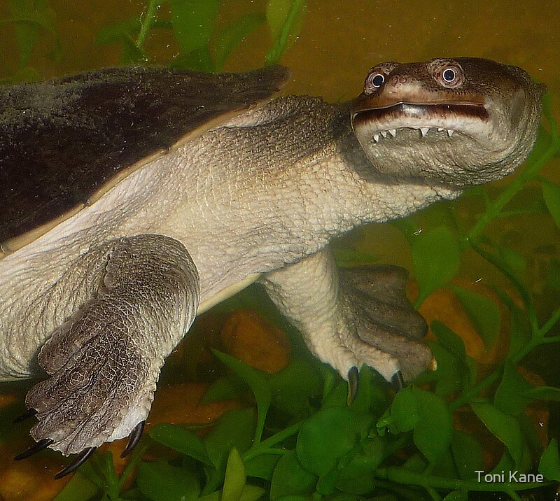 "Wurtle The Turtle, Long-necked Turtle from Western Australia" by Toni ...
