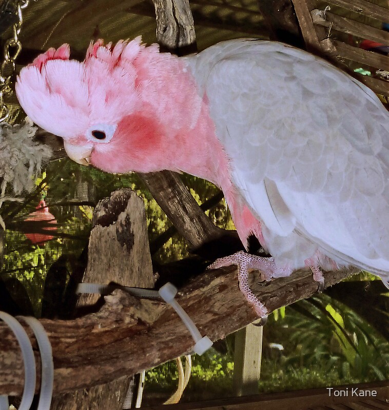 "Bailey, Pink and Grey Galah. His cage is my house.....;-)" by Toni ...