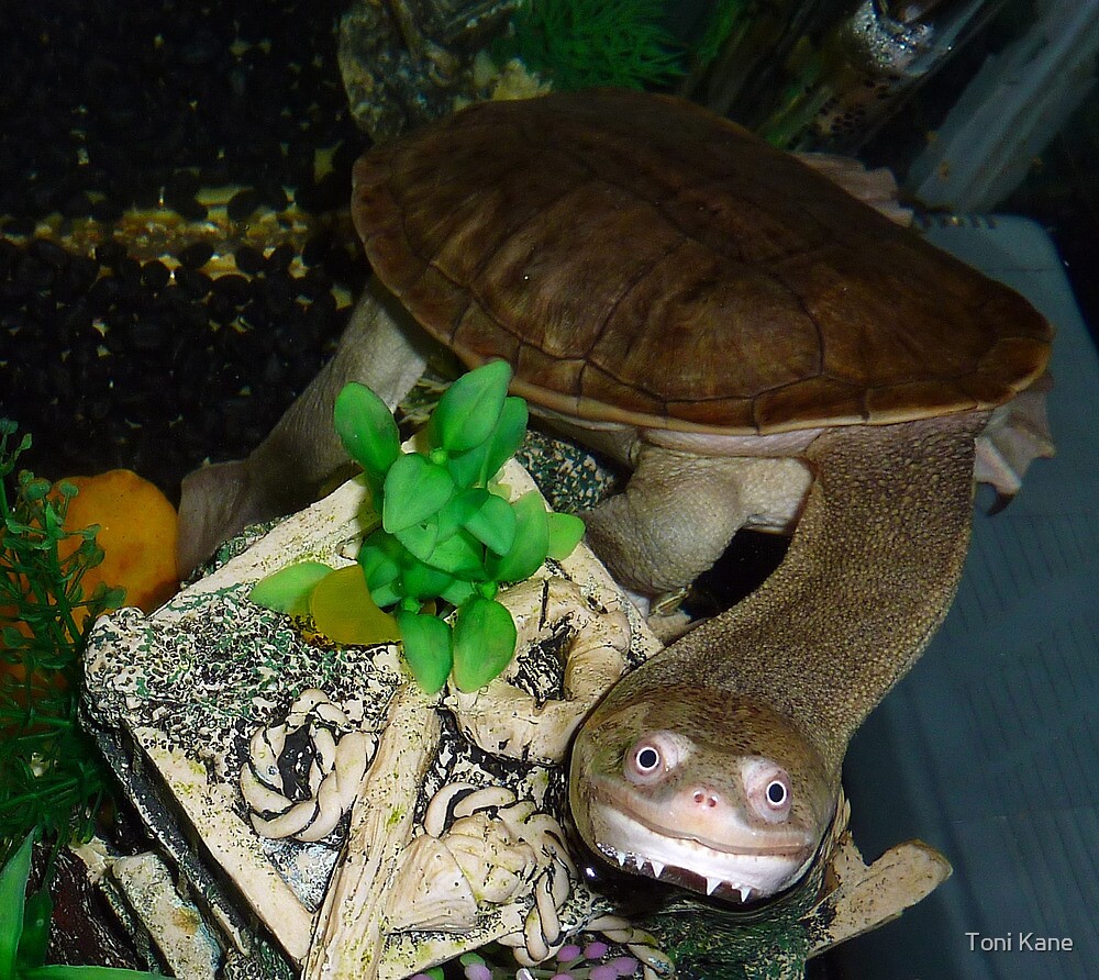 "Wurtle The Turtle, Long-necked Turtle from Western Australia" by Toni ...