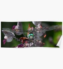 Predator: Posters | Redbubble