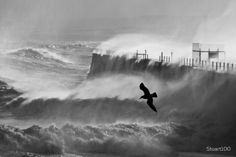 "Storm Bird - Hartlepool Heugh Breakwater" by Stuart100 | Redbubble
