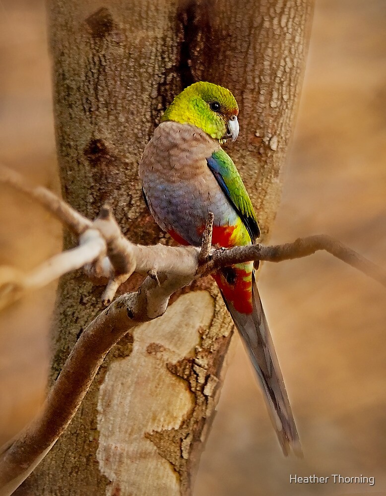 ""Little Red Capped Parrot"" by Heather Thorning | Redbubble
