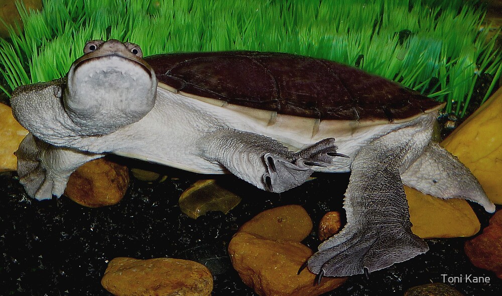 "Wurtle the Turtle." by Toni Kane | Redbubble