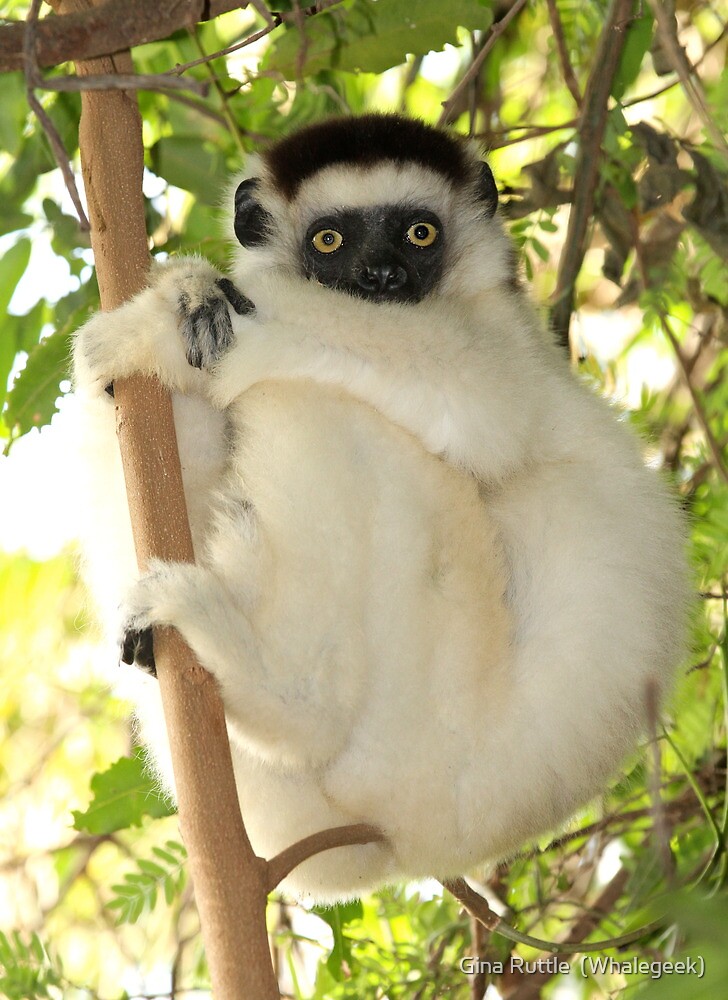 Verreaux S Sifaka