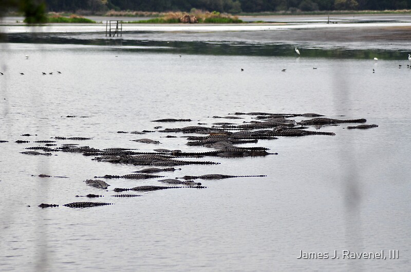 "Infestation" by James J. Ravenel, III | Redbubble