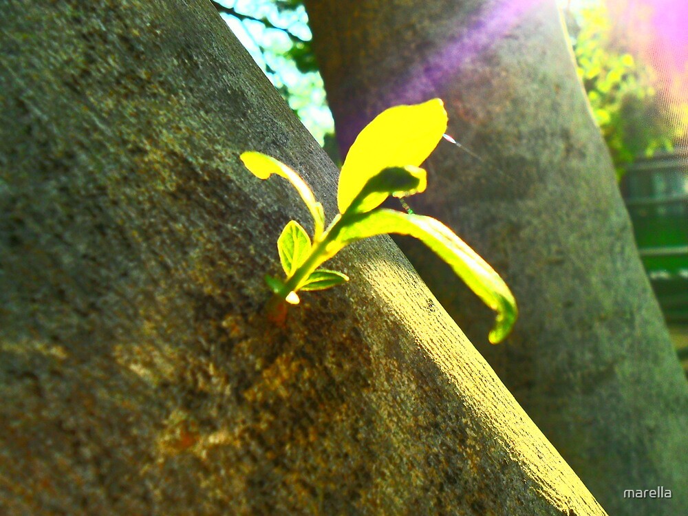 "thread of sun" by marella | Redbubble