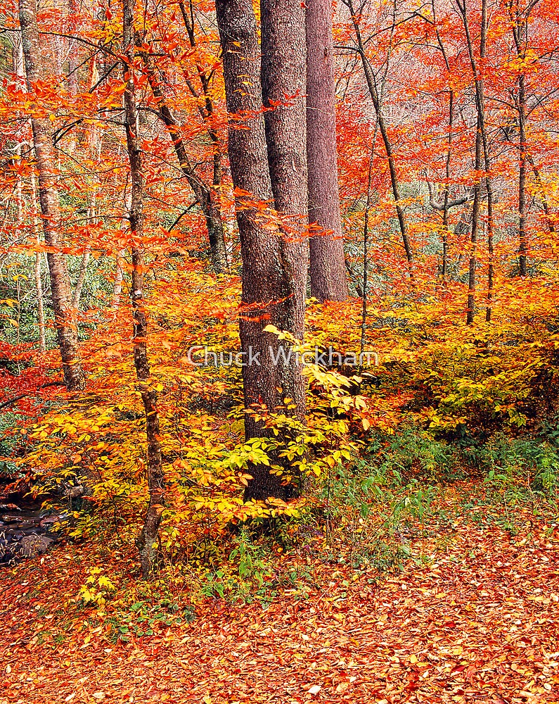 "BEECH TREES,AUTUMN" by Chuck Wickham | Redbubble