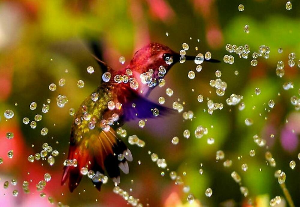 "HUMMINGBIRD PLAYING" by RoseMarie747 | Redbubble