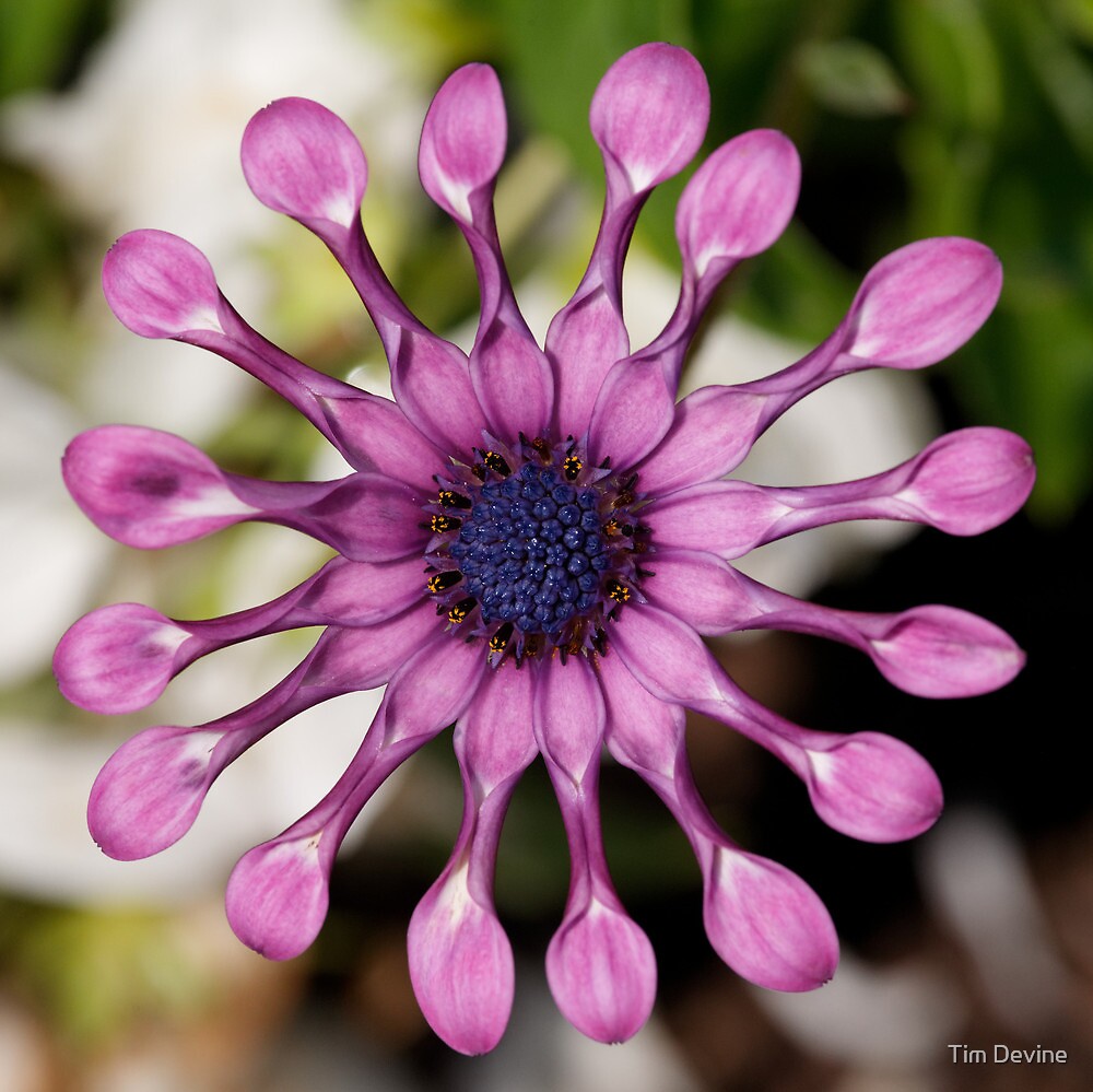 "African Spoon Daisy" by Tim Devine | Redbubble