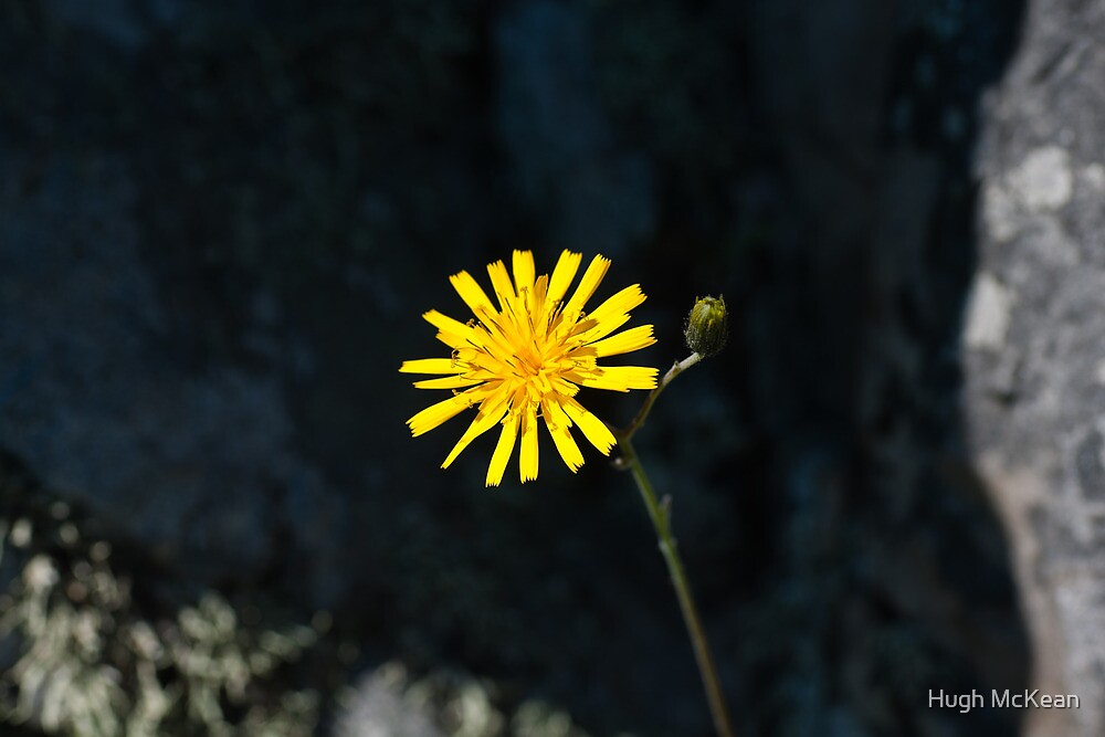 "Plant, Common Hawkweed, Hieracium lachenalii or vulgatum, flower" by ...