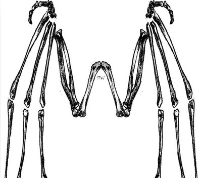 "Bone wings" Canvas Prints by STVs | Redbubble