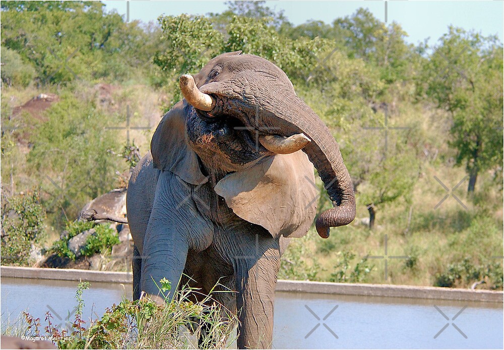 "NOT WOW! The African Elephant behaviour when in musk" by Magriet ...