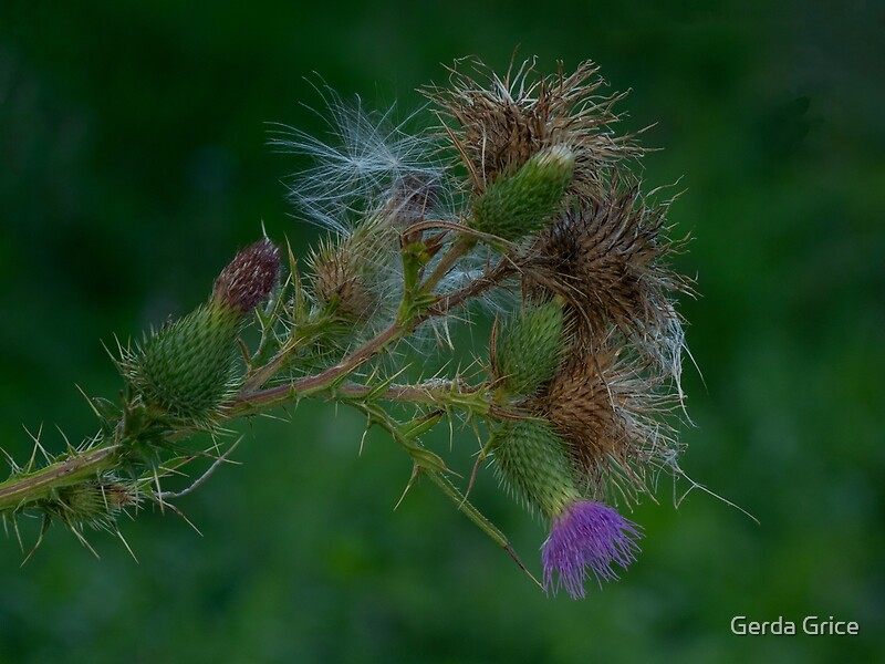 "Life Cycle of Canadian Thistles" by Gerda Grice | Redbubble