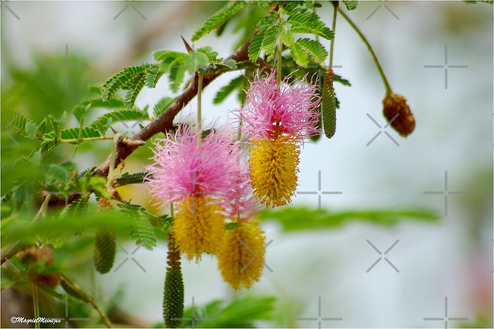 "SICKLE BUSH - SEKEL BOS - Dichrostachys cinerea subsp. africana" by ...