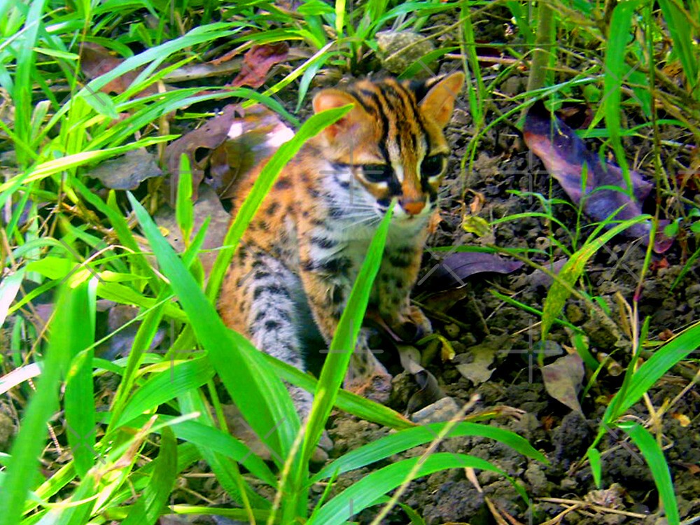 "Philippine Leopard" by eq29 | Redbubble