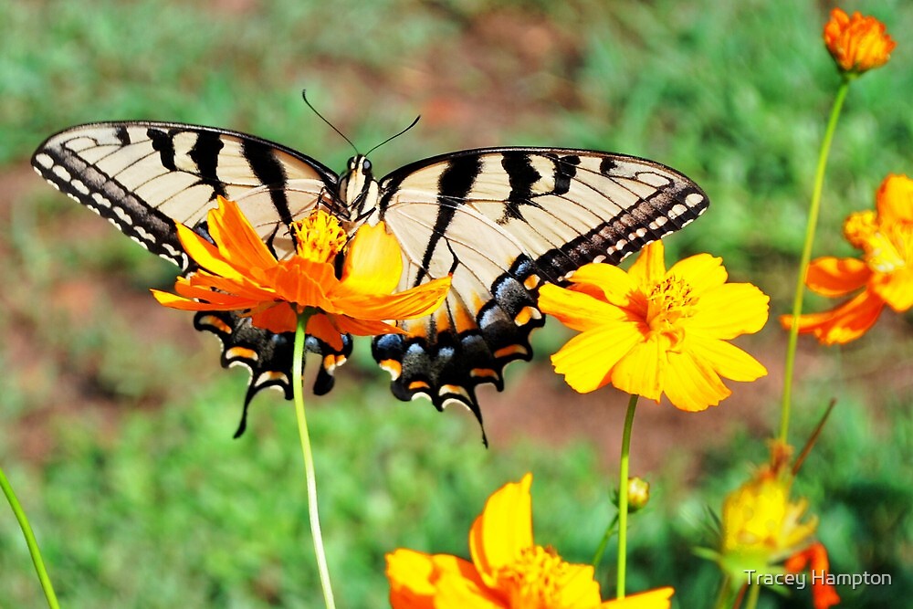 "My best side" by Tracey Hampton | Redbubble