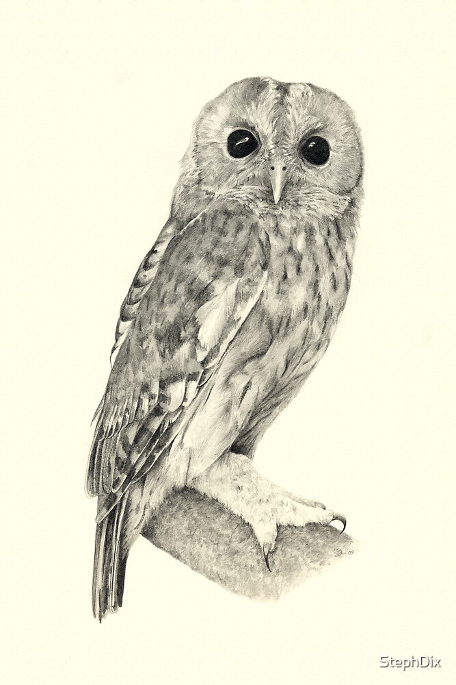 "Tawny Owl" by StephDix | Redbubble