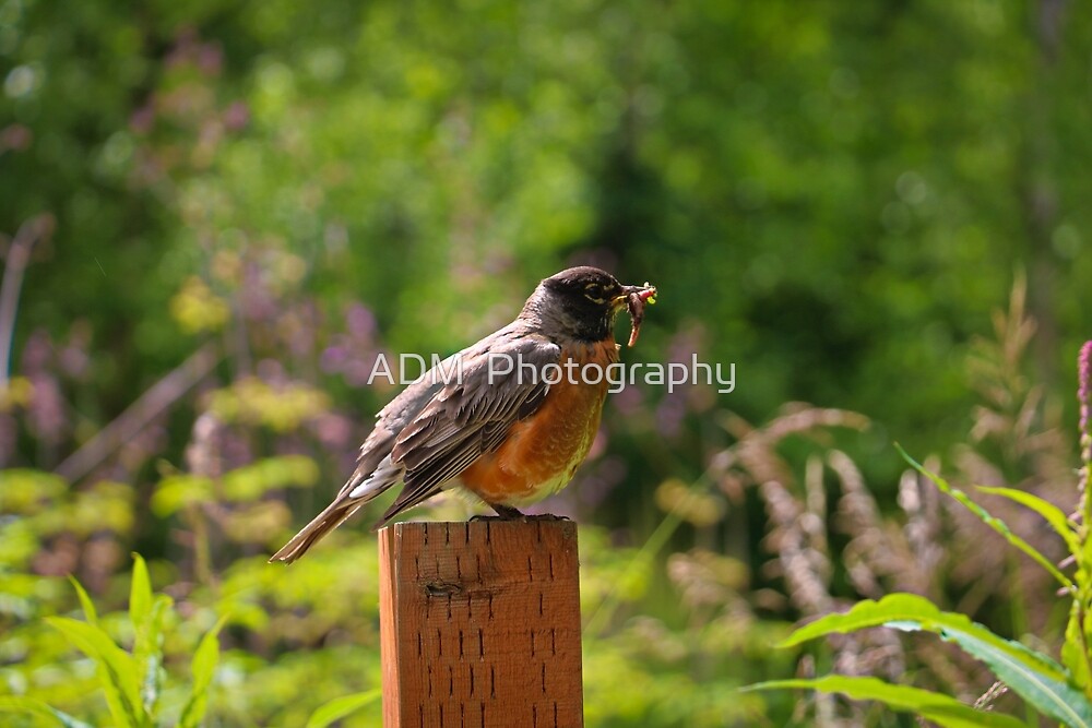 "Robin enjoying some carry-out" by ADM Photography | Redbubble