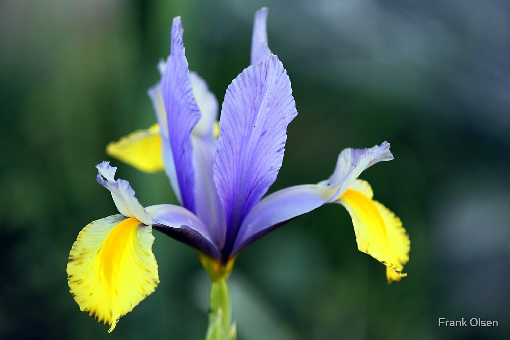 "Iris in Blue & Yellow" by Frank Olsen | Redbubble