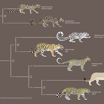 "Pantherinae Phylogeny" Poster for Sale by The Faunal Frontier | Redbubble