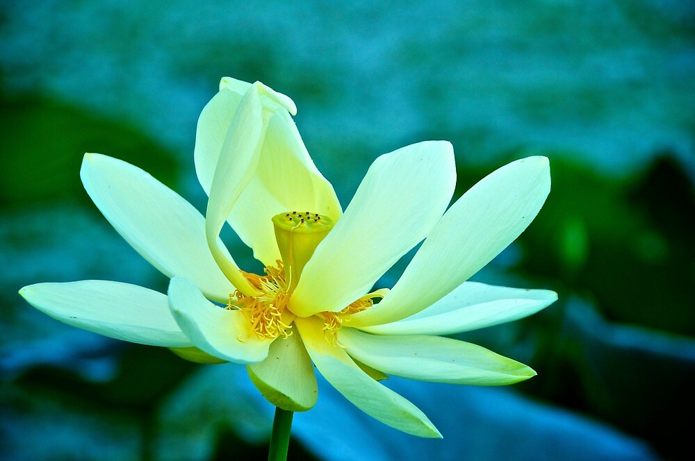 "Water lily at Brazos Bend State Park" by Ann Reece | Redbubble