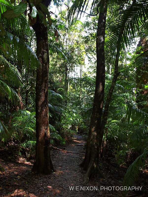 "Rainforest Track" by W E NIXON PHOTOGRAPHY | Redbubble