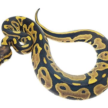 "Leopard Ball python" Sticker for Sale by BDesignerMorphs | Redbubble
