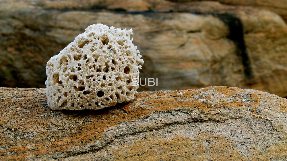 "sea sponge on a rock" by SUBI | Redbubble