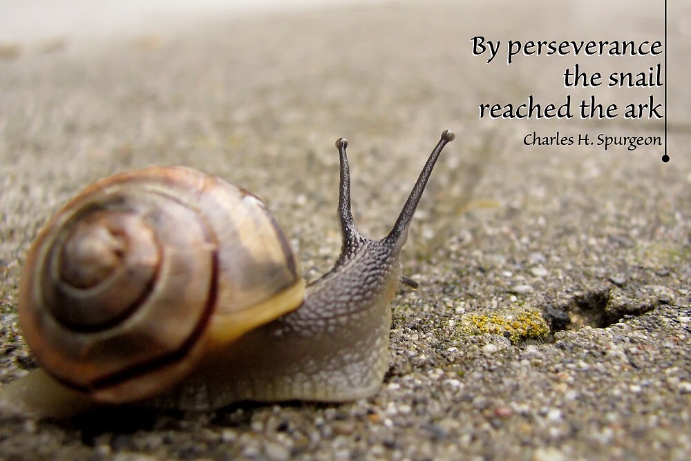"A snail's perseverance (Card)" by Tracy Friesen | Redbubble