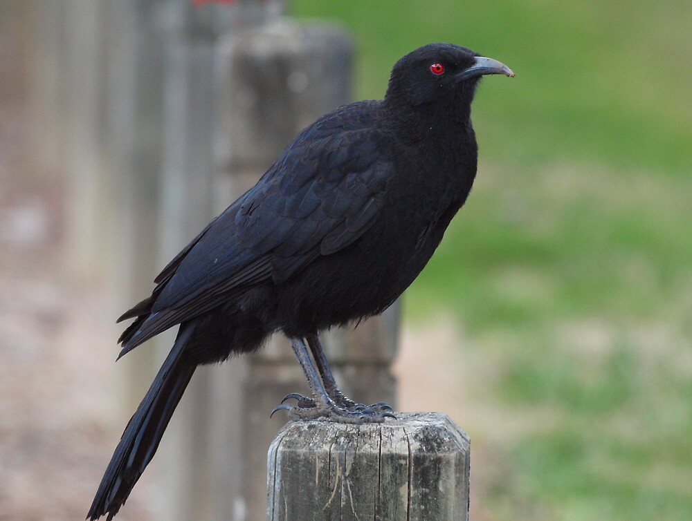 "White Winged Chough" by shortshooter-Al | Redbubble
