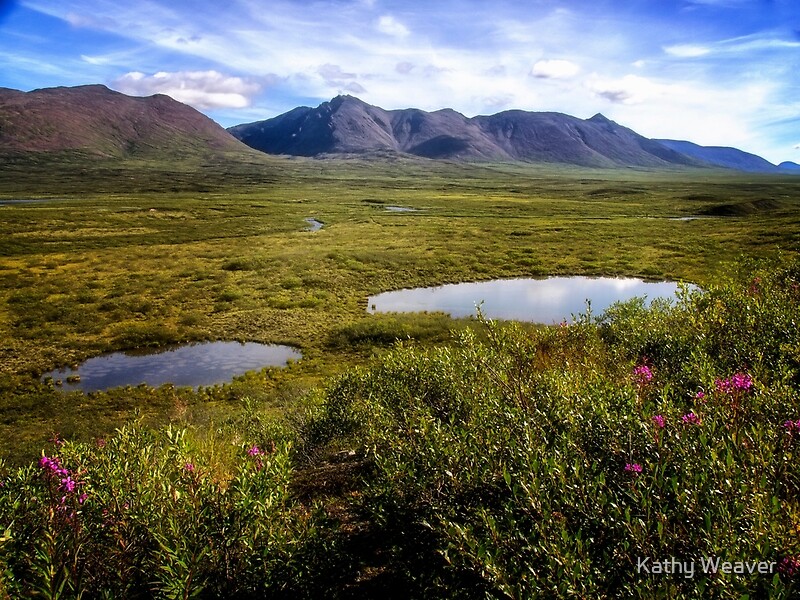 « La toundra d'Alaska » par Kathy Weaver | Redbubble