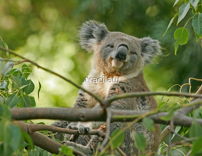 "Smug Koala" by tracilaw | Redbubble