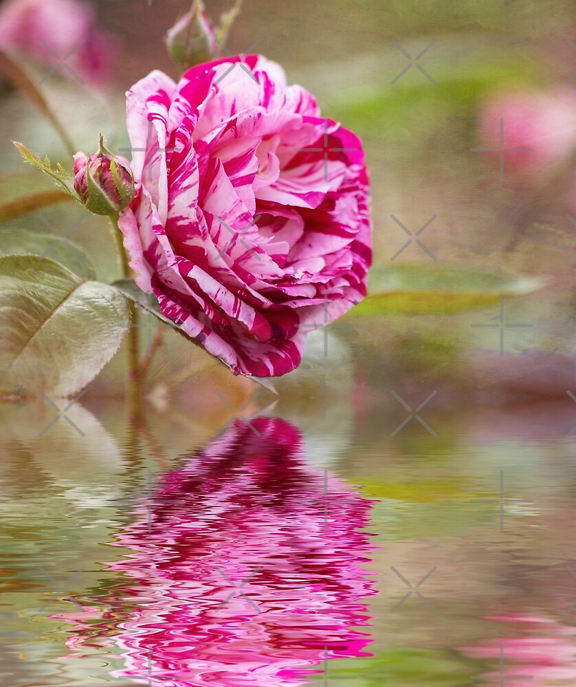 "Rose Reflection" by Elisabeth Lucas | Redbubble