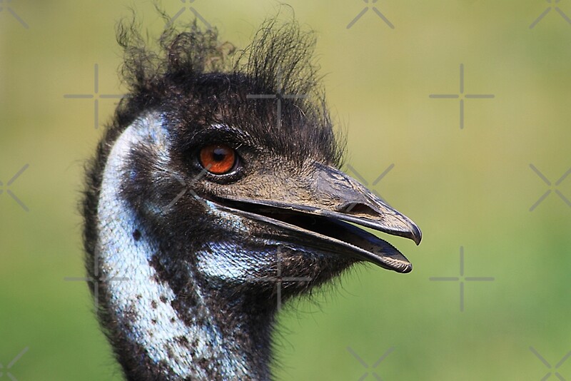 "Emu" by Alyce Taylor | Redbubble