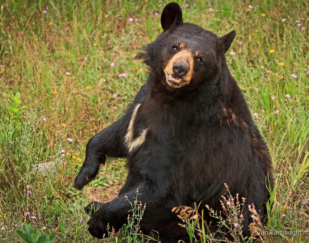 "Black Bear Smile" by Jan Cartwright | Redbubble
