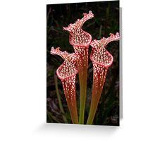 "Pitcher Flowers" by bicyclegirl | Redbubble