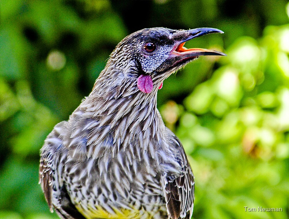 " Red Wattle Bird" by Tom Newman | Redbubble
