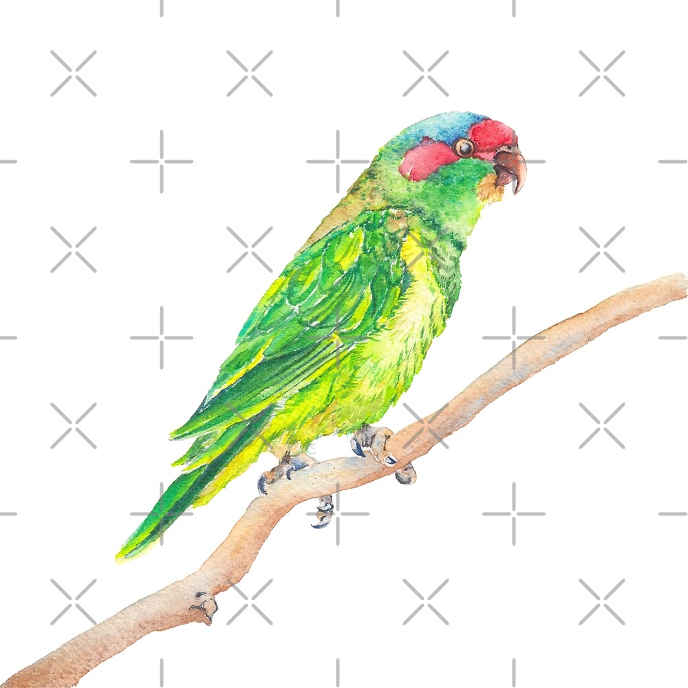 "Musk Lorikeet - watercolour painting of Australian bird" by Zoya ...