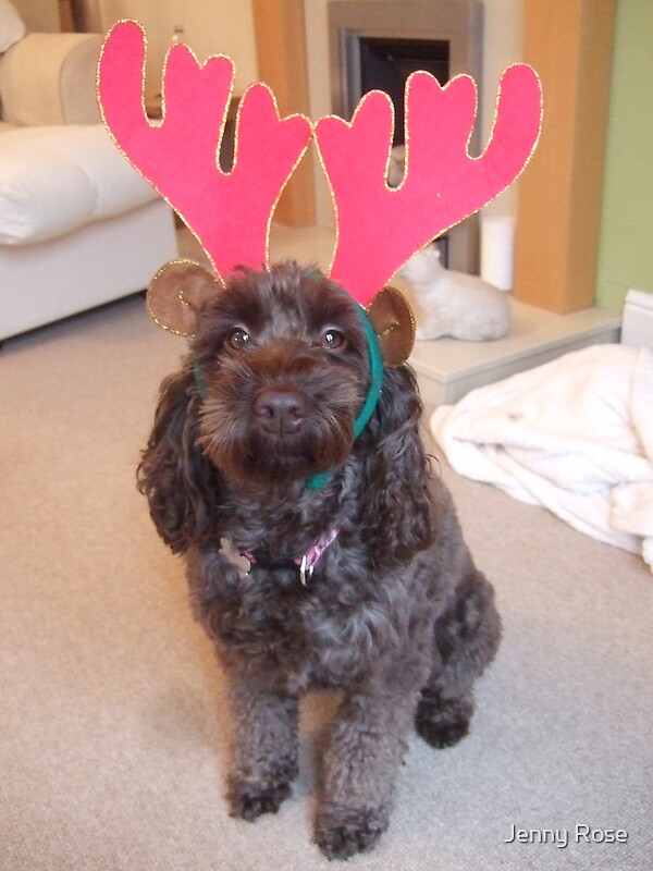 "Christmas cockapoo" by Jenny Rose | Redbubble