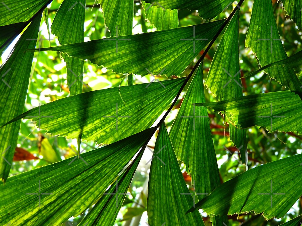 "See Through Green" by Denise Abé | Redbubble