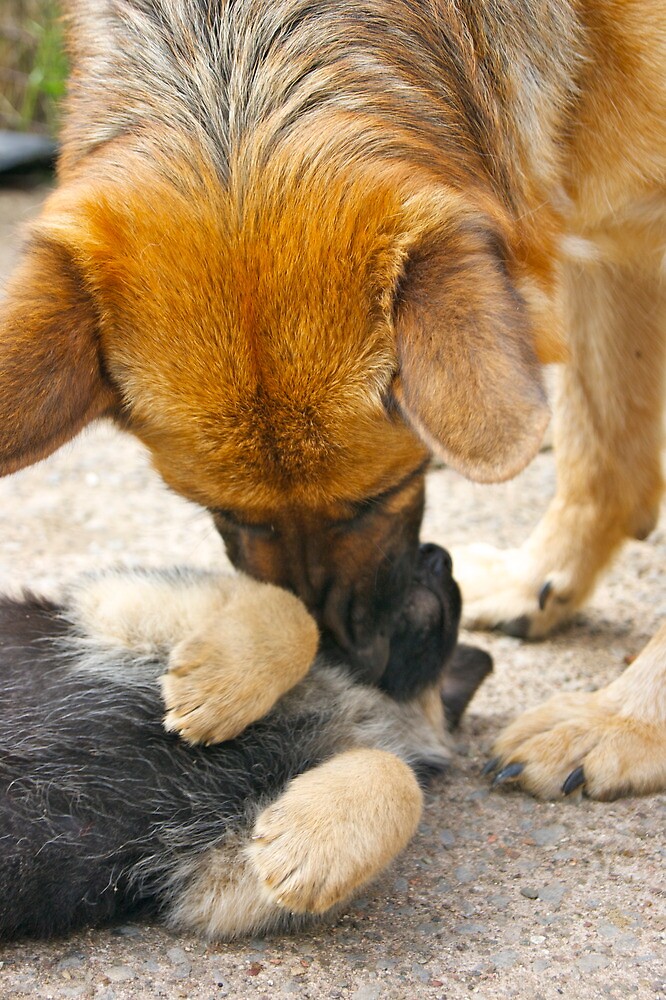 "Mothering (German Shepherd 'mum' and pup)" by Lou Wilson | Redbubble
