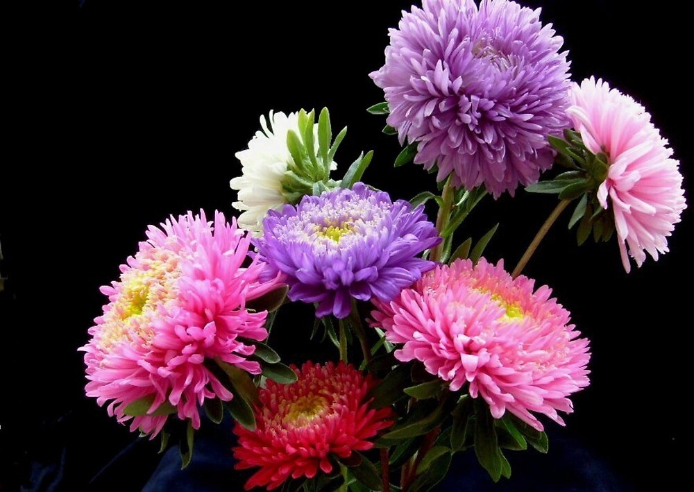 "Aster bouquet" by Ana Belaj | Redbubble
