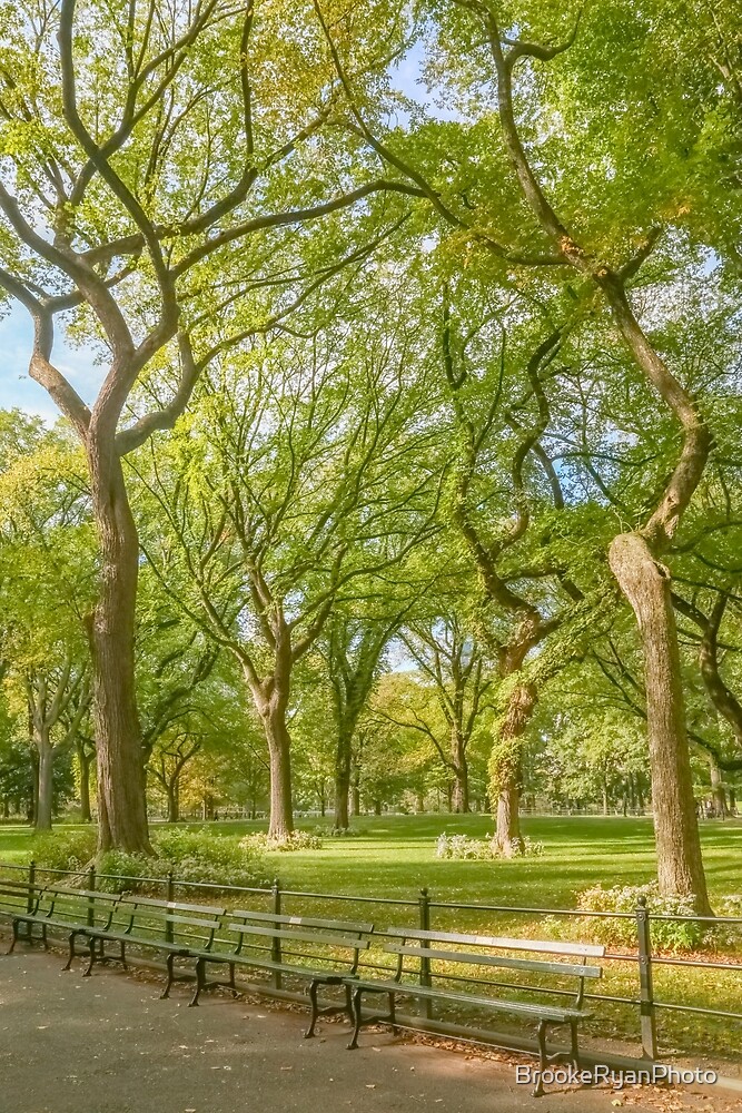 "American Elms, Central Park" by BrookeRyanPhoto | Redbubble