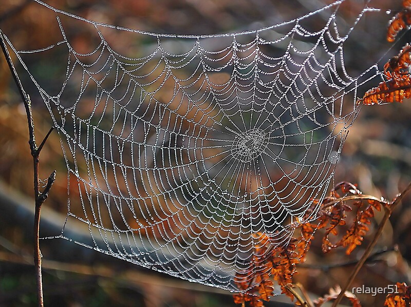 "Frozen Spider Web Melting" by relayer51 | Redbubble