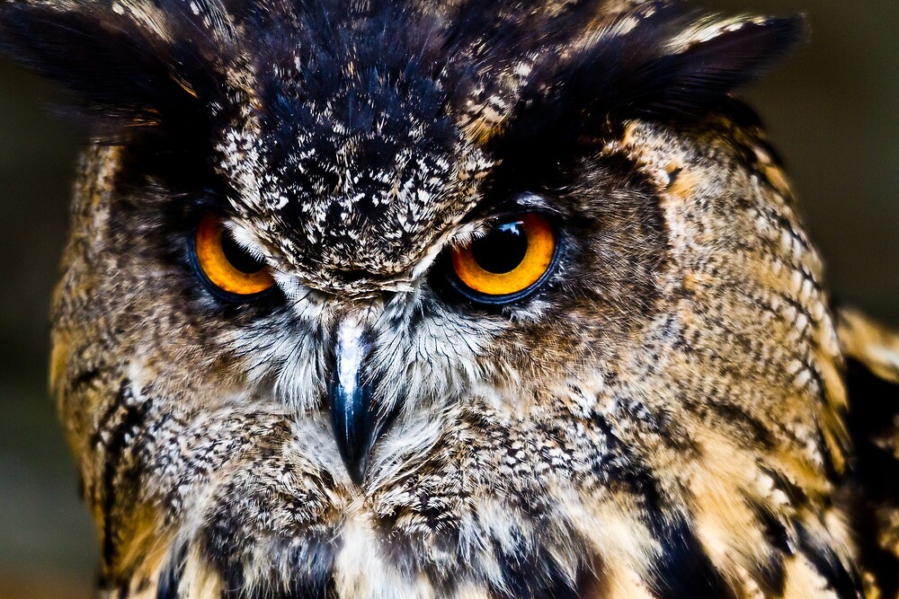 "Angry Owl" by adamshortall | Redbubble